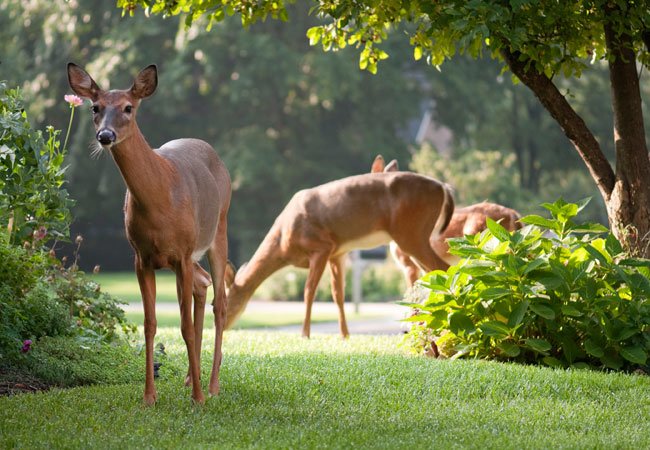 Homemade Deer Repellent and How to Use It - Bob Vila