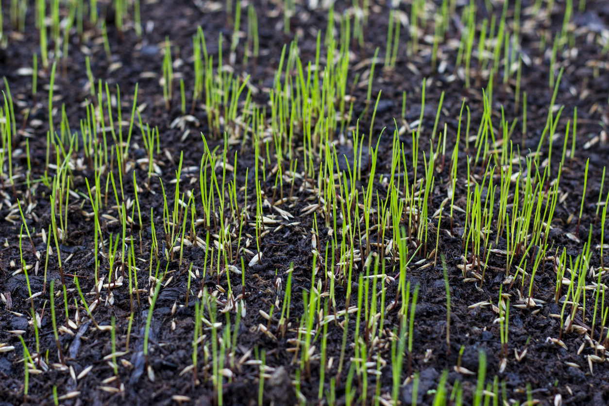 When to Plant Grass Seed: Expert Advice About Why Timing Matters