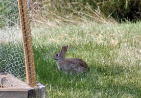 How to Get Rid of Rabbits (Homeowner's Guide) - Bob Vila