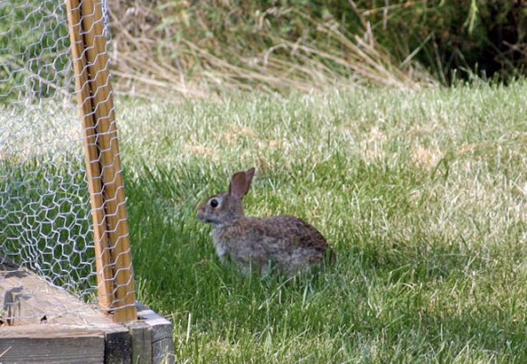 How to Get Rid of Rabbits (Homeowner's Guide) - Bob Vila