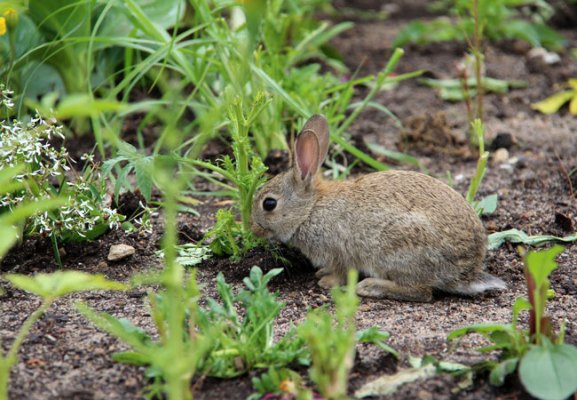 How to Get Rid of Rabbits (Homeowner's Guide) - Bob Vila
