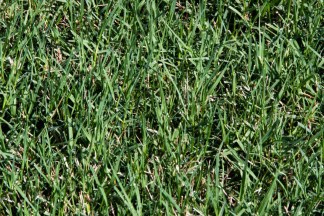 Types of Grass: Which is the Best Variety for Your Lawn? - Bob Vila