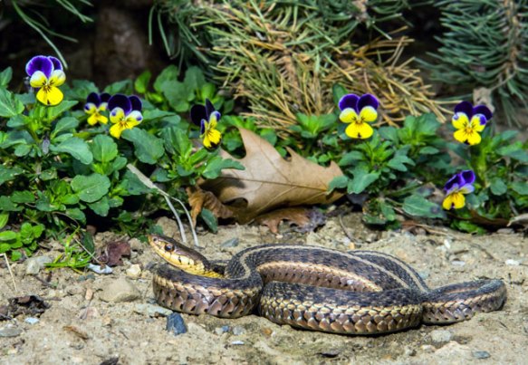 How to Get Rid of Snakes (3 DIY Methods) - Bob Vila