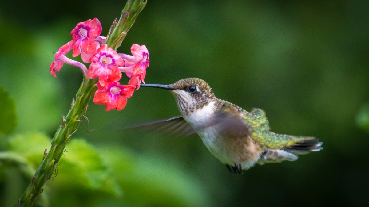 6 Tips for Attracting Hummingbirds to Your Yard - Bob Vila