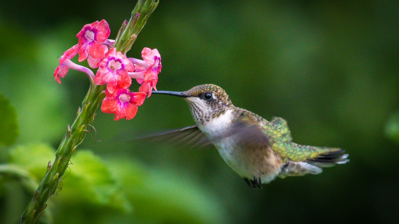 6 Tips for Attracting Hummingbirds to Your Yard - Bob Vila