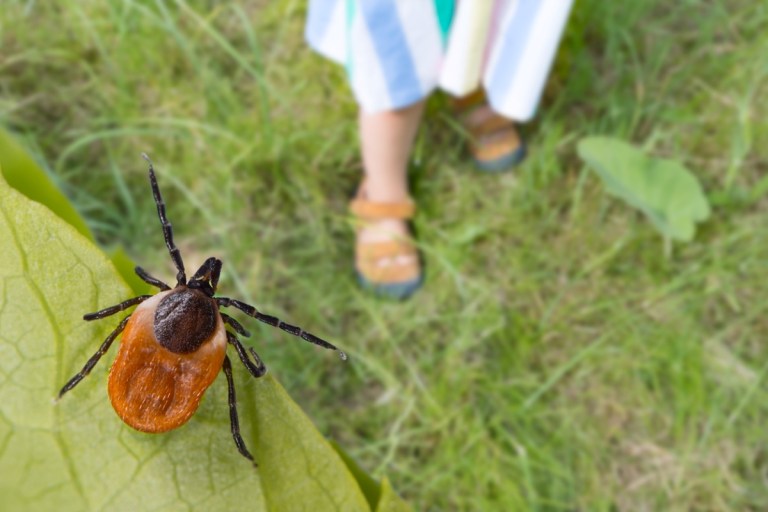 How to Get Rid of Ticks in the Yard - Bob Vila