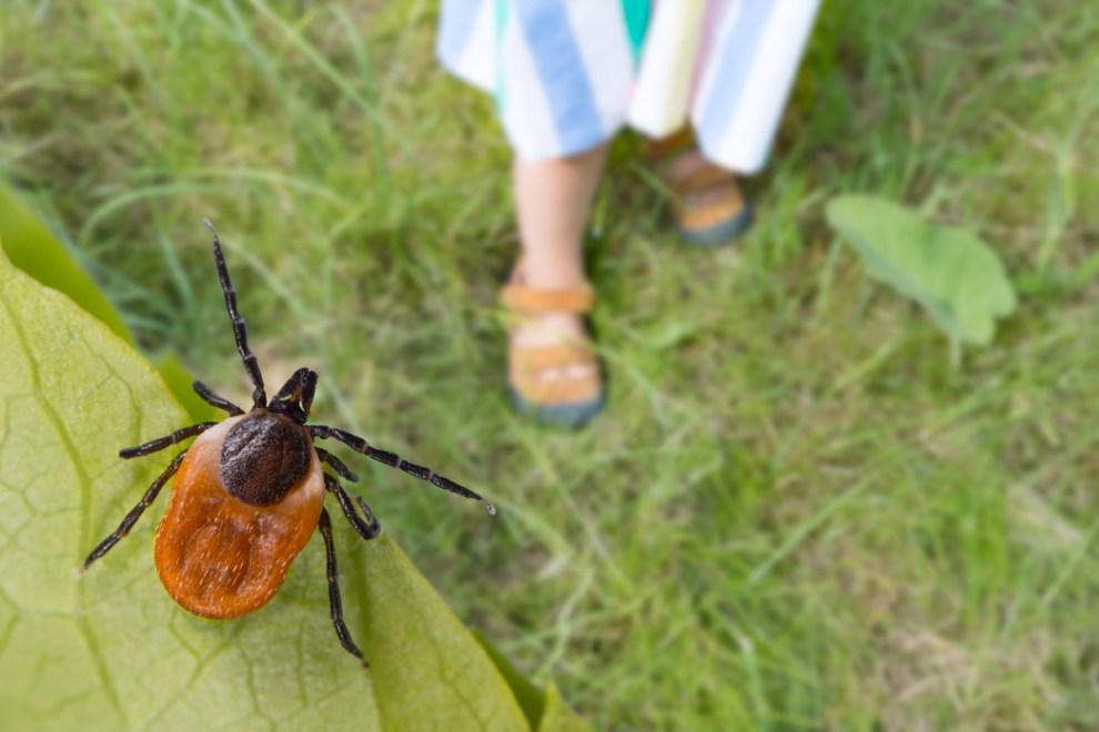 How to Get Rid of Ticks in the Yard - Bob Vila