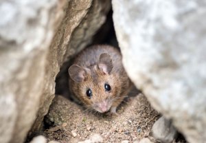 How to Get Rid of Snakes (3 DIY Methods) - Bob Vila