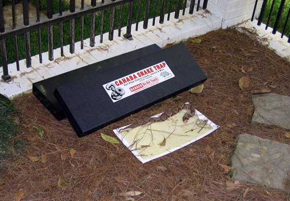 How to Get Rid of Snakes (3 DIY Methods) - Bob Vila