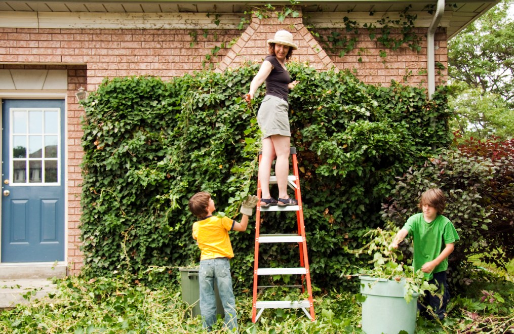 How to Kill Ivy and Keep it From Returning to Your Yard