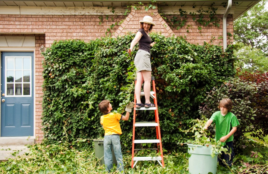 How to Kill Ivy and Keep it From Returning to Your Yard