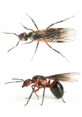 How to Get Rid of Flying Ants and Prevent Their Return - Bob Vila