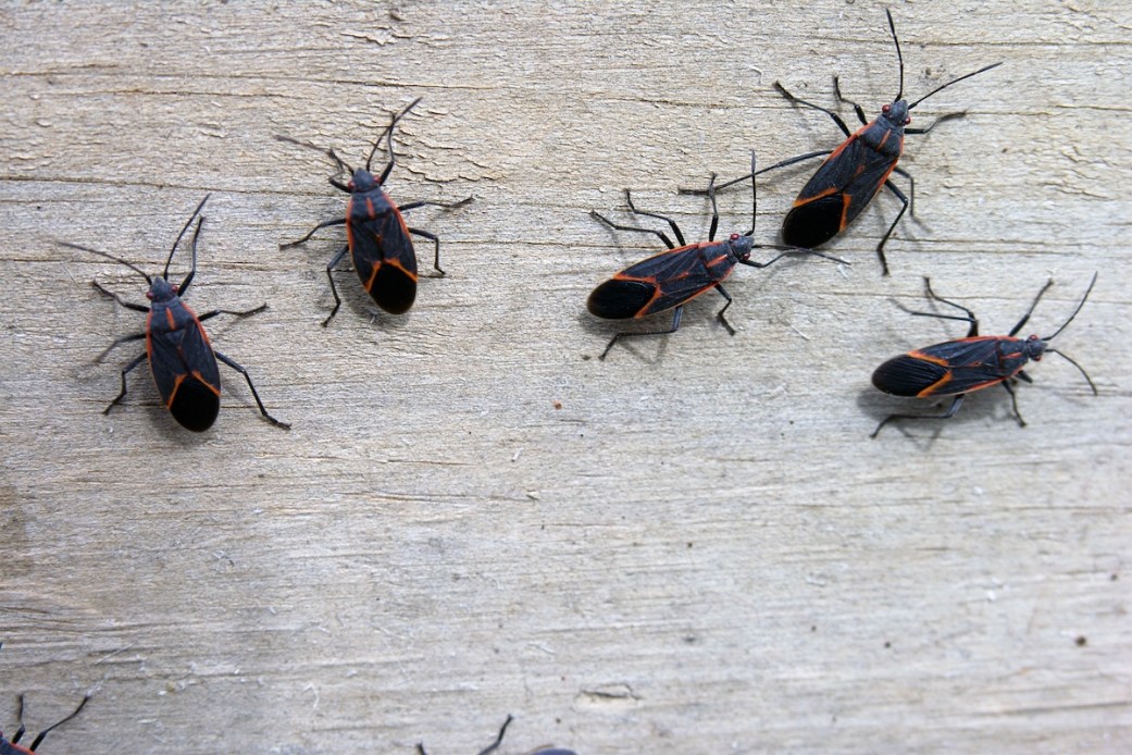 How to Get Rid of Boxelder Bugs