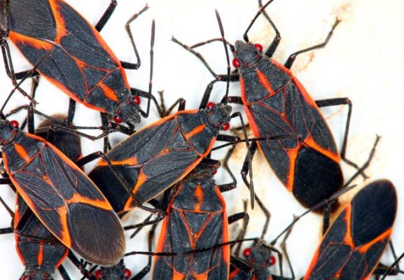 How to Get Rid of Boxelder Bugs - Bob Vila