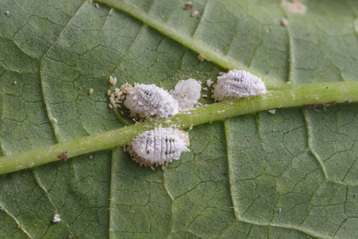How to Get Rid of Mealybugs in Your Garden - Bob Vila