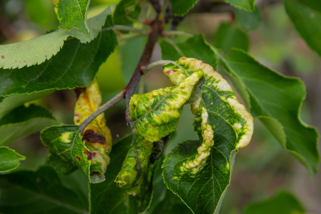 How to Get Rid of Aphids and Prevent Infestation