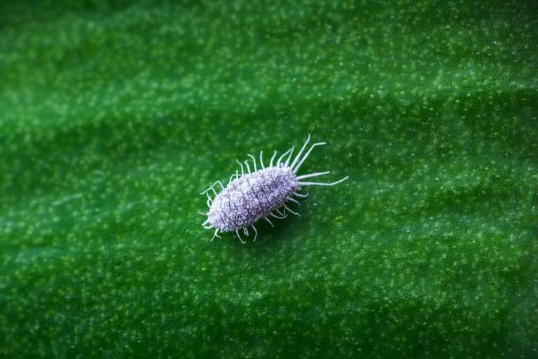 How to Get Rid of Mealybugs in Your Garden - Bob Vila