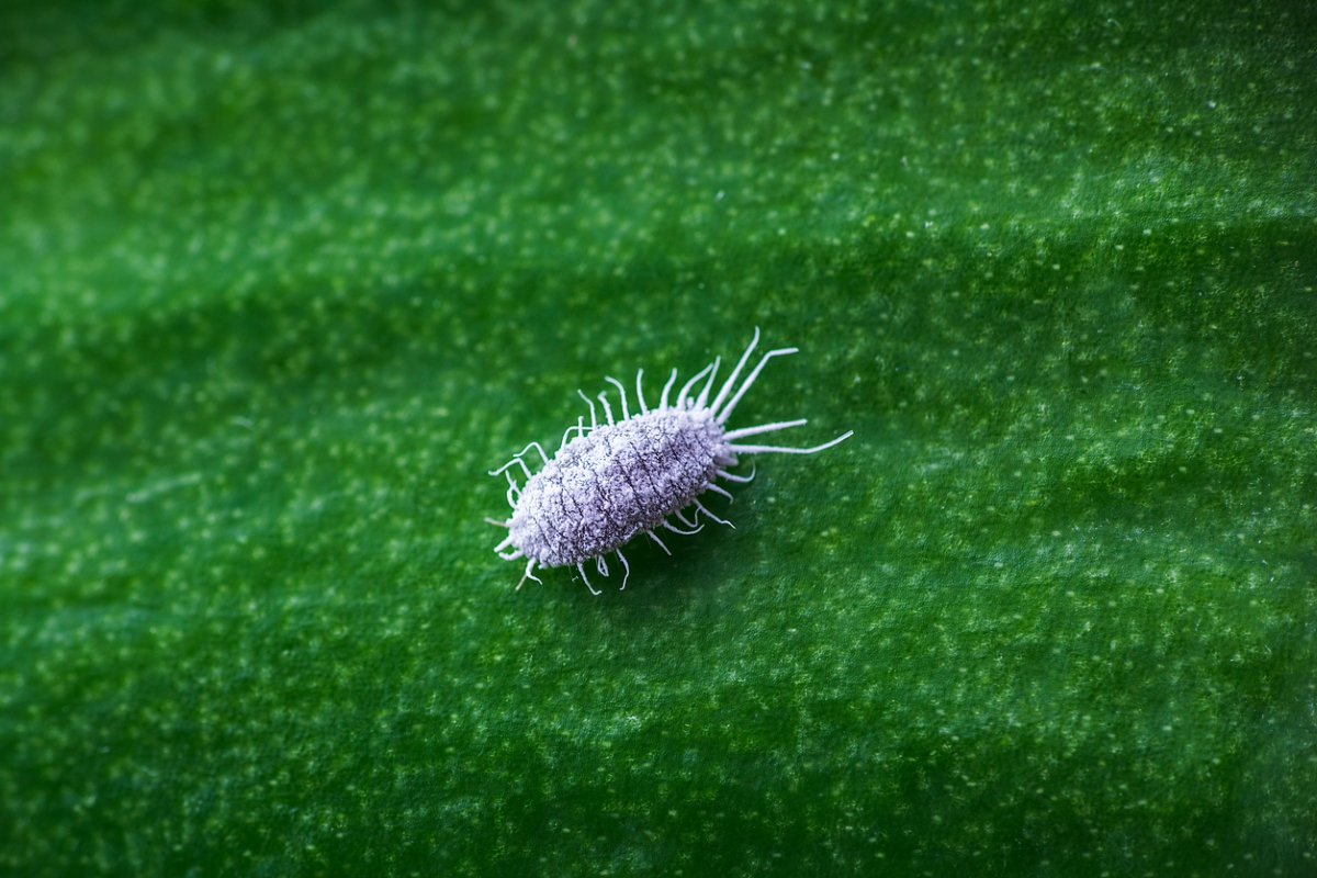 How to Get Rid of Mealybugs in Your Garden - Bob Vila