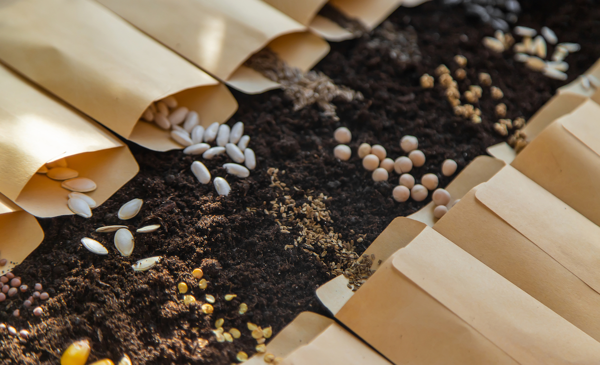 Starting Seeds Indoors: Planting, Cultivating, and Transplanting