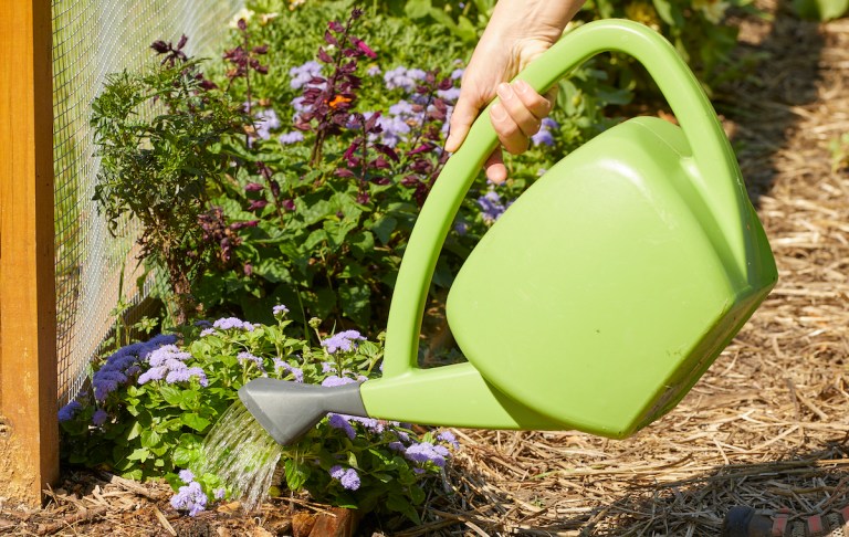 Watering Plants: How Much Should You Water, and How Often?