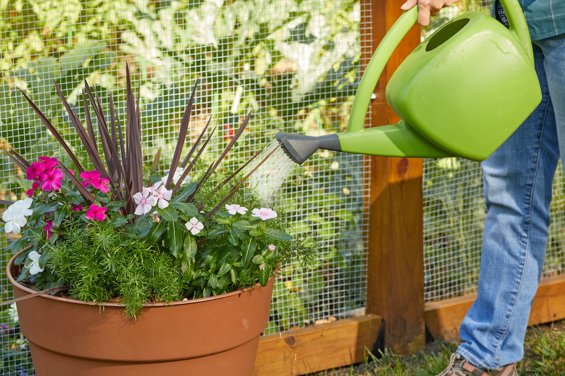 Watering Plants: How Much Should You Water, and How Often?