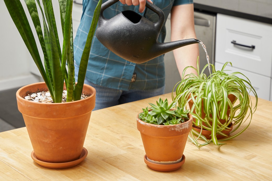 Watering Plants: How Much Should You Water, and How Often?