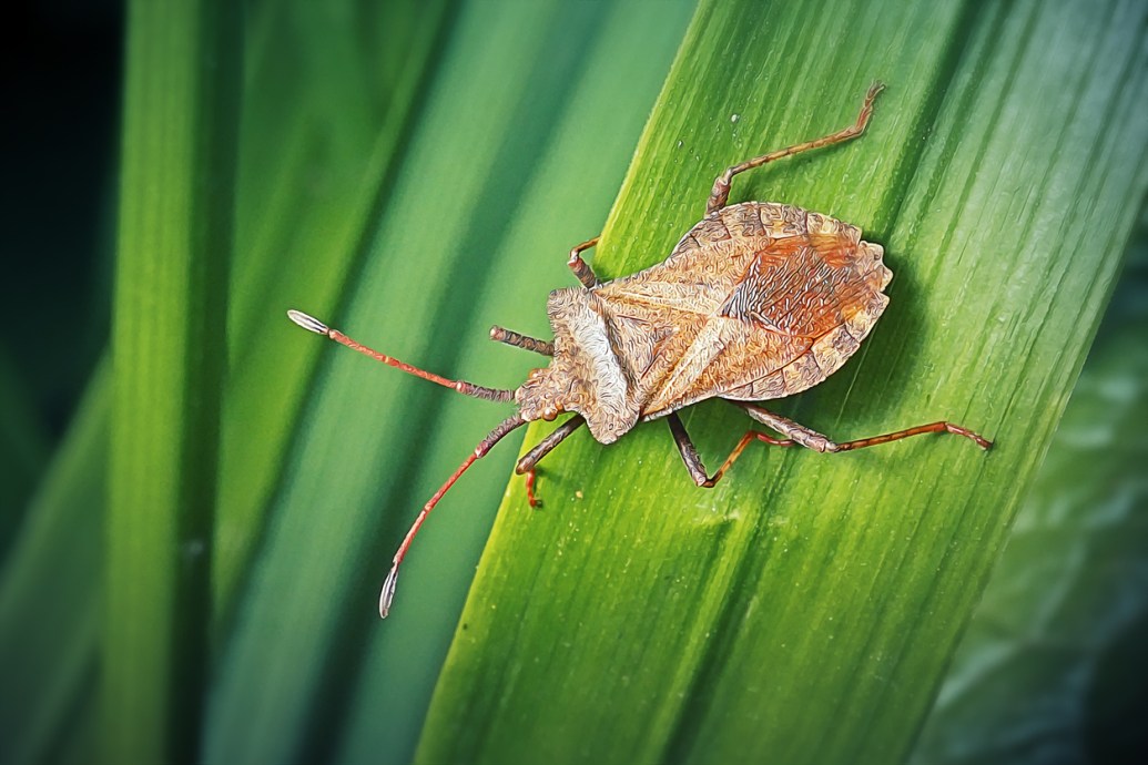 How to Get Rid of Squash Bugs in the Garden | Prevention & Removal Tips