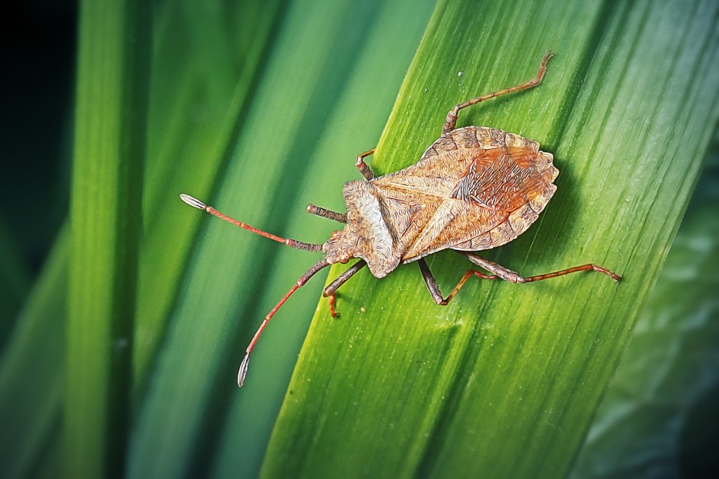How to Get Rid of Squash Bugs in the Garden | Prevention & Removal Tips