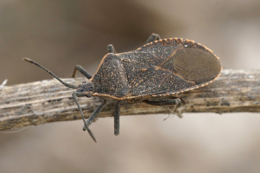 How to Get Rid of Squash Bugs in the Garden | Prevention & Removal Tips