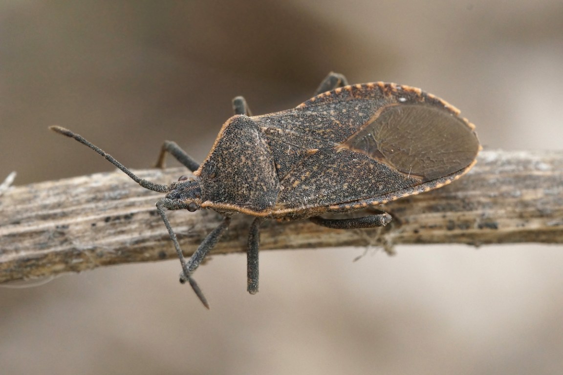 How to Get Rid of Squash Bugs in the Garden | Prevention & Removal Tips