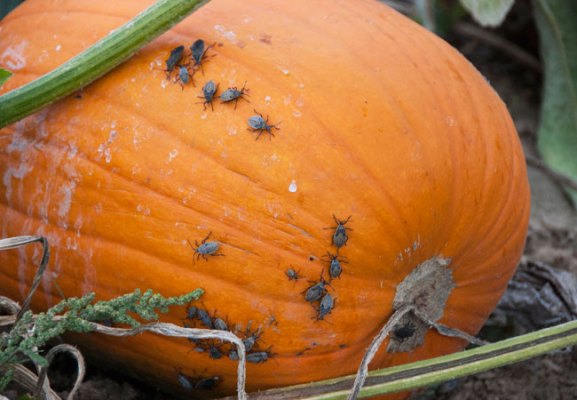 How to Get Rid of Squash Bugs in the Garden | Prevention & Removal Tips