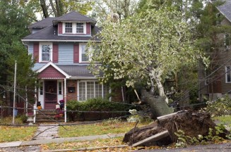 What to Do When a Tree Falls on the House (+ Insurance Tips)
