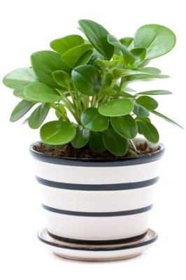 Easiest-Ever Homemade Plant Food (and How to Use It) - Bob Vila