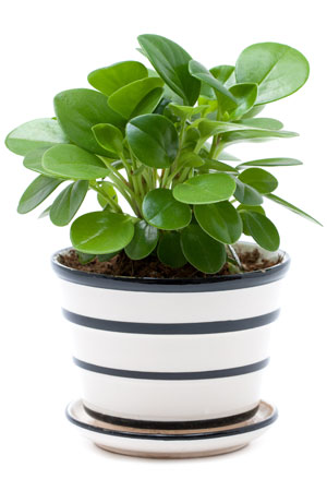 Easiest-Ever Homemade Plant Food (and How to Use It) - Bob Vila