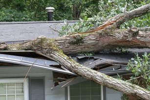 What to Do When a Tree Falls on the House (+ Insurance Tips)