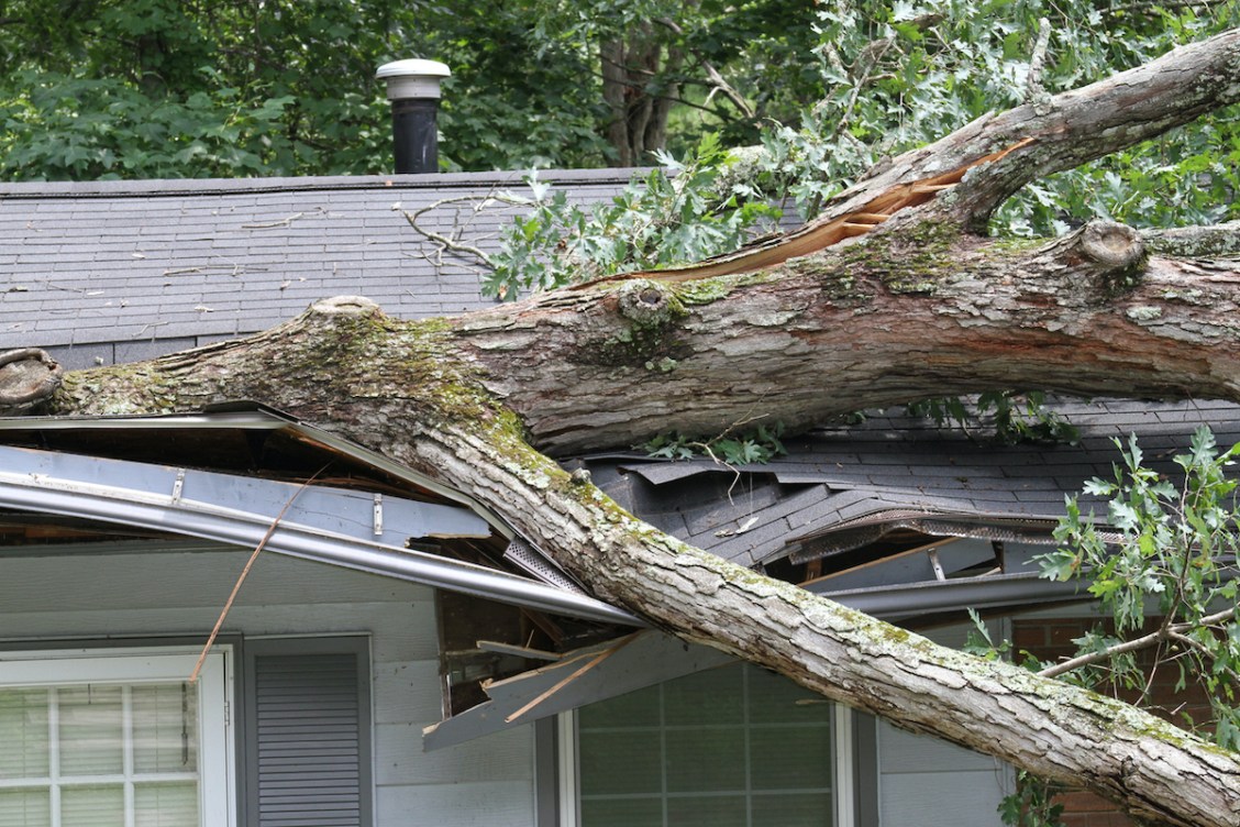 What to Do When a Tree Falls on the House (+ Insurance Tips)