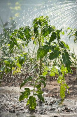 Compost Tea 101 - What It Is and How to Make It - Bob Vila