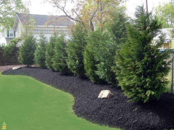 7 Fast-Growing Evergreen Trees for Your Front or Backyard - Bob Vila