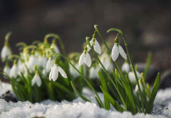 8 Winter Flowers to Brighten Your Snowy Garden - Bob Vila