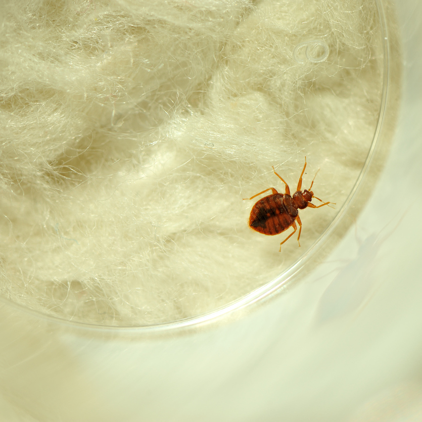 Moths in the Closet? 7 Tips for Getting Rid of Them - Bob Vila