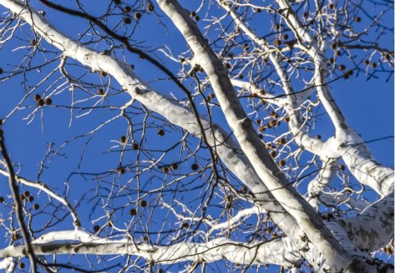 The 6 Best White Bark Trees That Look Great All Year