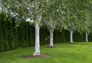 The 6 Best White Bark Trees That Look Great All Year