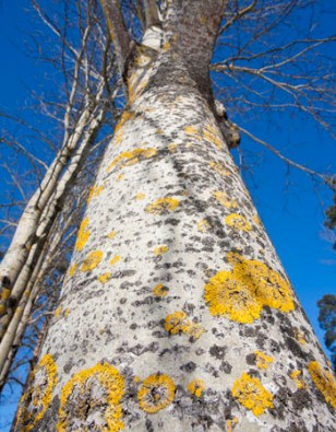 The 6 Best White Bark Trees That Look Great All Year