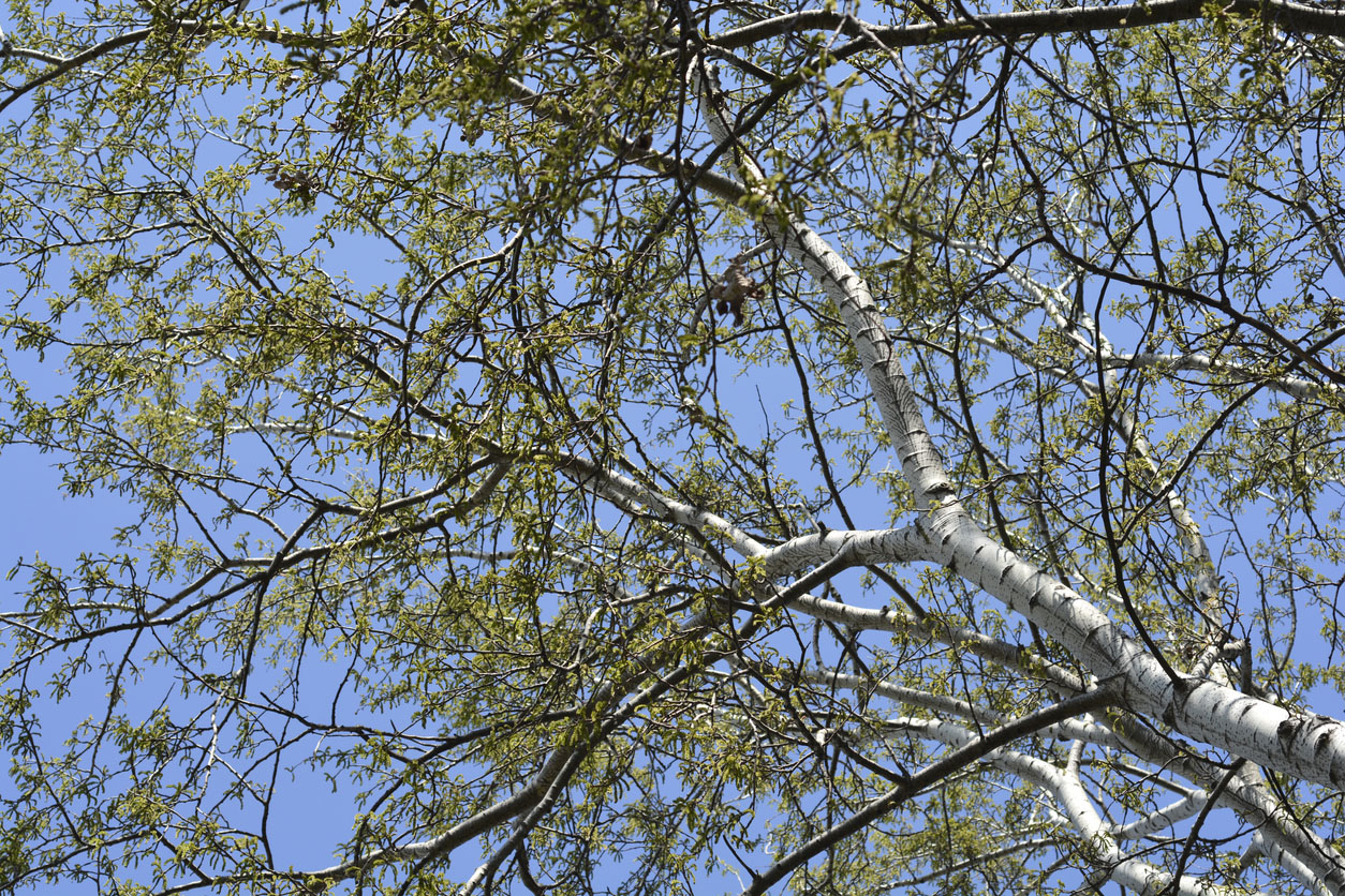 The 6 Best White Bark Trees That Look Great All Year