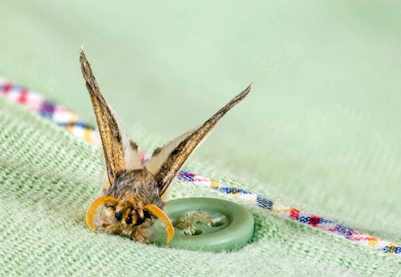 Clover Mites: A Homeowner's Guide to These Tiny Red Bugs - Bob Vila