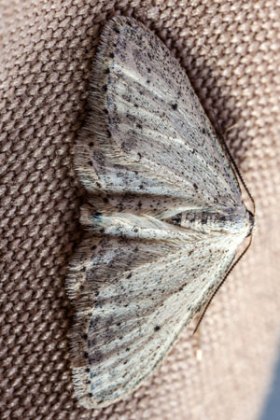 Solved! What to Do When You Have Moths in the Closet