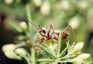 Assassin Bugs: Beneficial Insects That Kill Garden Pests - Bob Vila