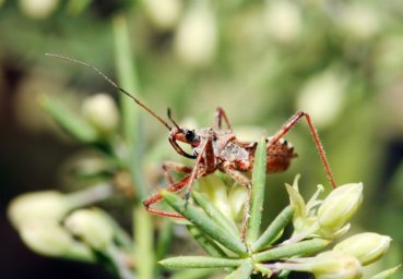 Assassin Bugs: Beneficial Insects That Kill Garden Pests - Bob Vila