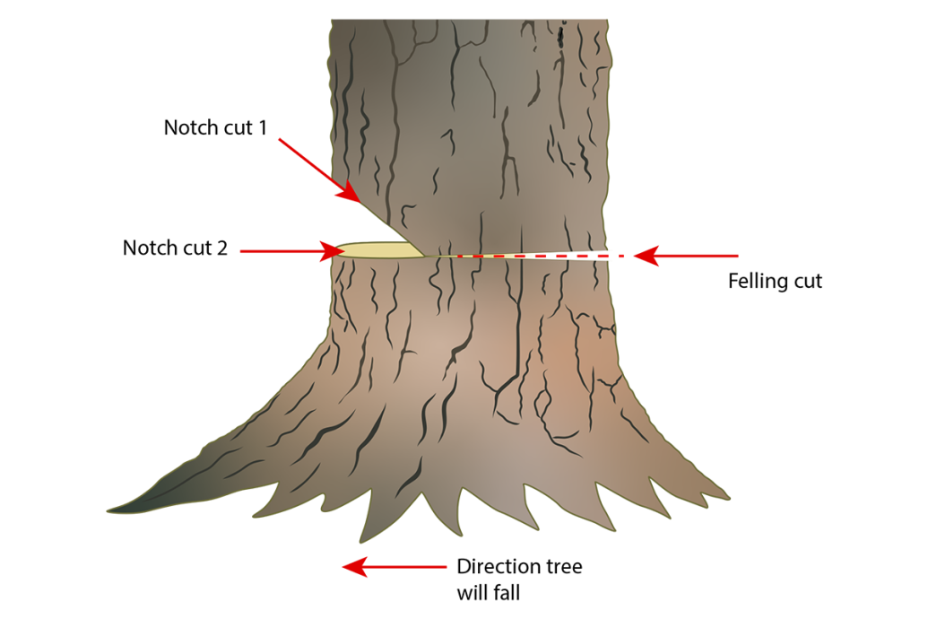 How to Fell a Tree Safely