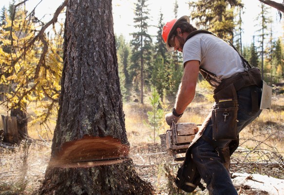 How to Fell a Tree Safely